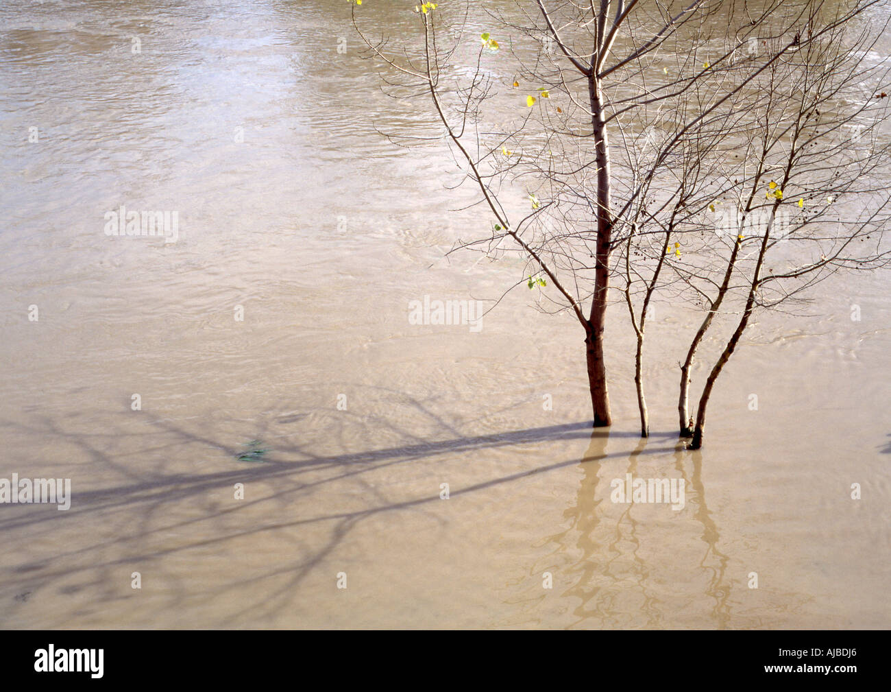 trees in flood water Stock Photo - Alamy