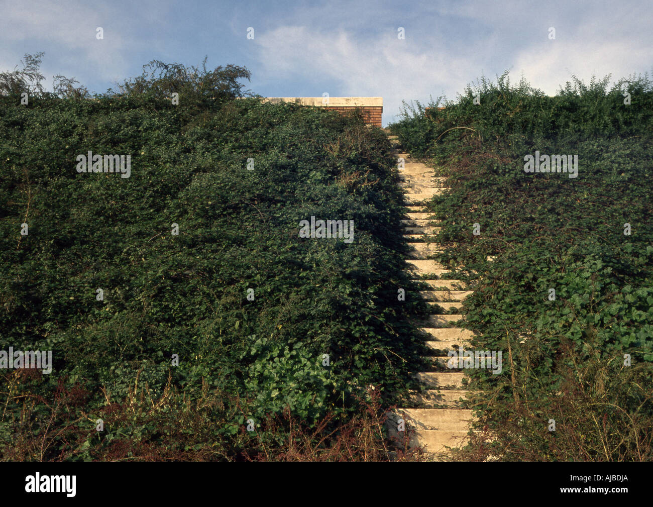 dirty steps with overgrown bramble bushes outdoors in wilderness Stock ...