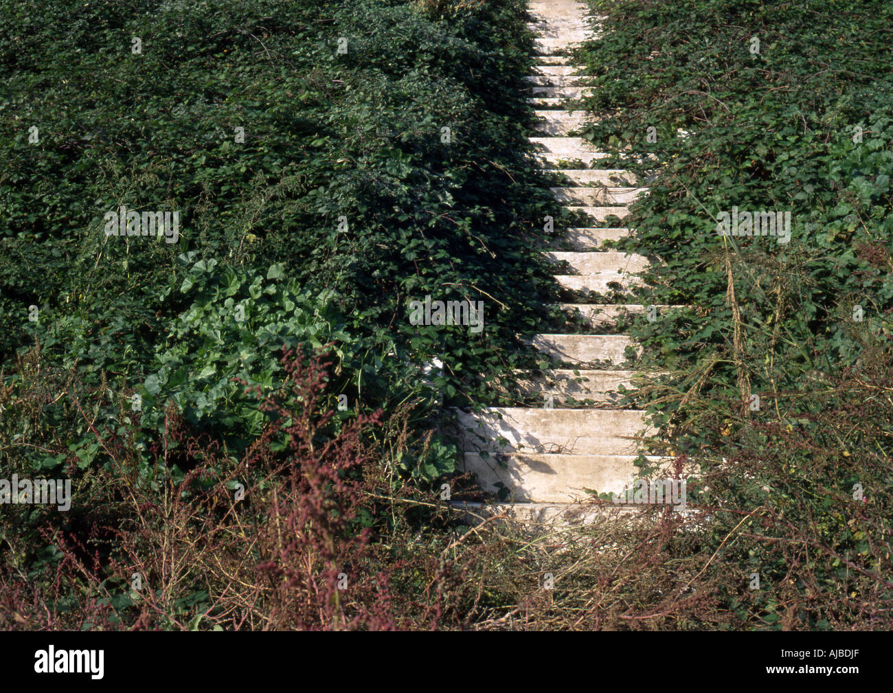 dirty steps with overgrown bramble bushes outdoors in wilderness Stock ...