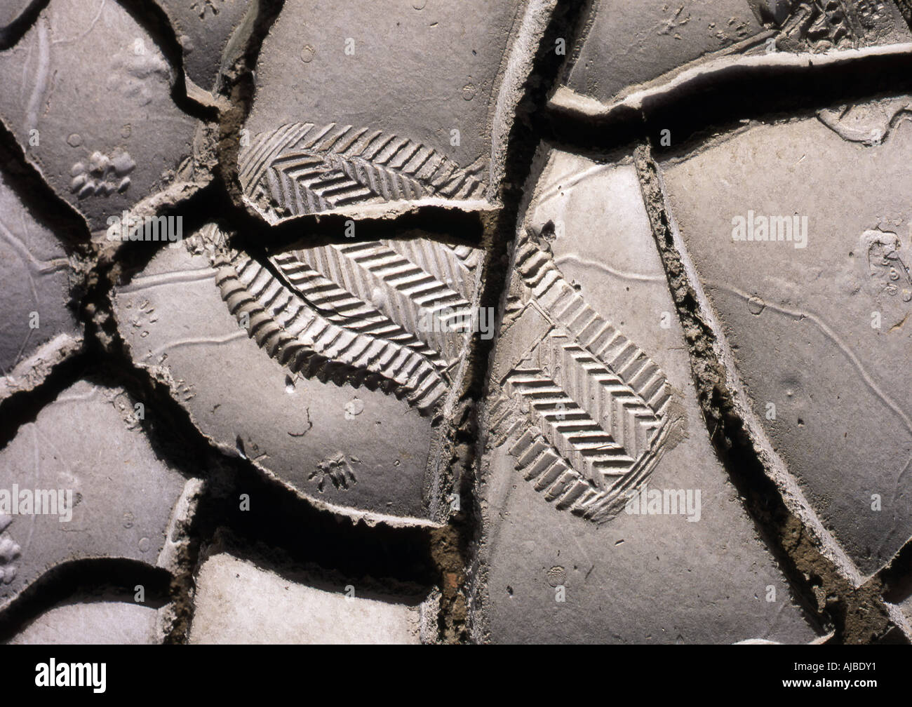 Shoe print crime scene hi-res stock photography and images - Alamy