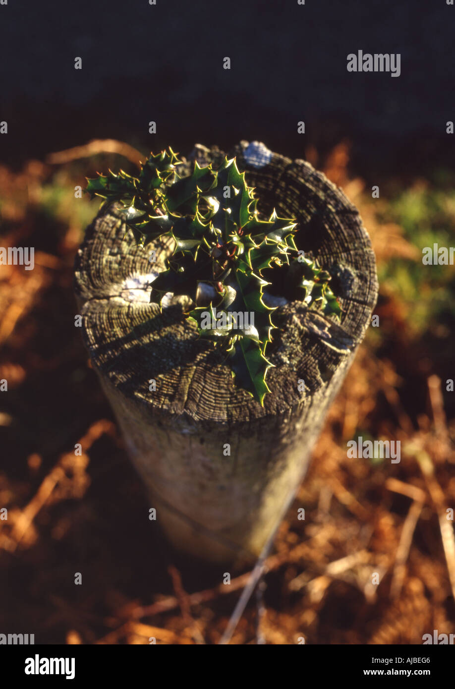 Unusual growing tree fence hi-res stock photography and images - Alamy