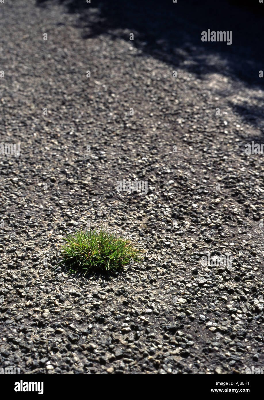 tuft of grass growing on concrete stone street surface Stock Photo - Alamy
