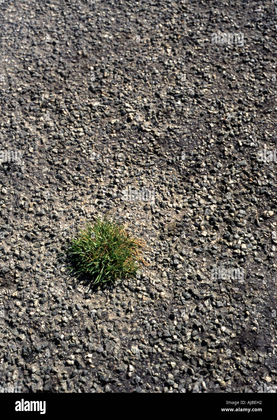 tuft of grass growing on concrete stone street surface Stock Photo - Alamy