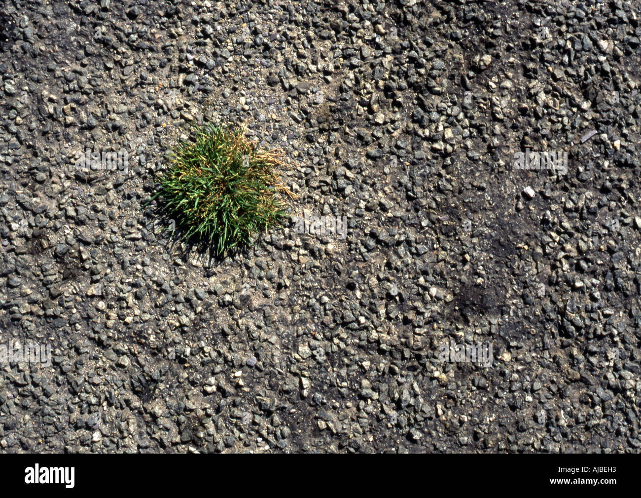 tuft of grass growing on concrete stone street surface Stock Photo - Alamy