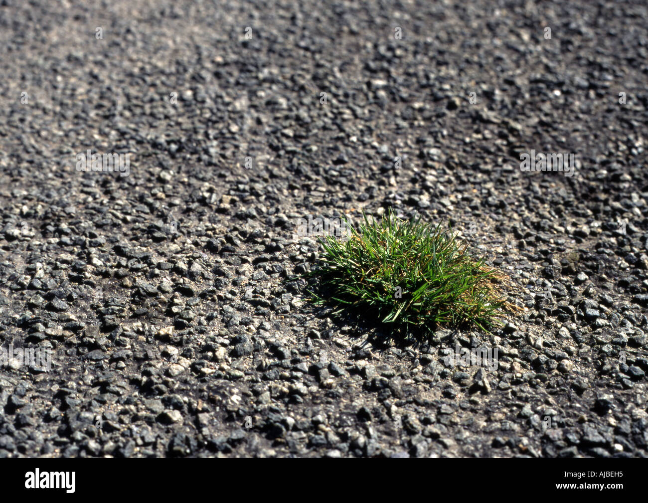 tuft of grass growing on concrete stone street surface Stock Photo - Alamy