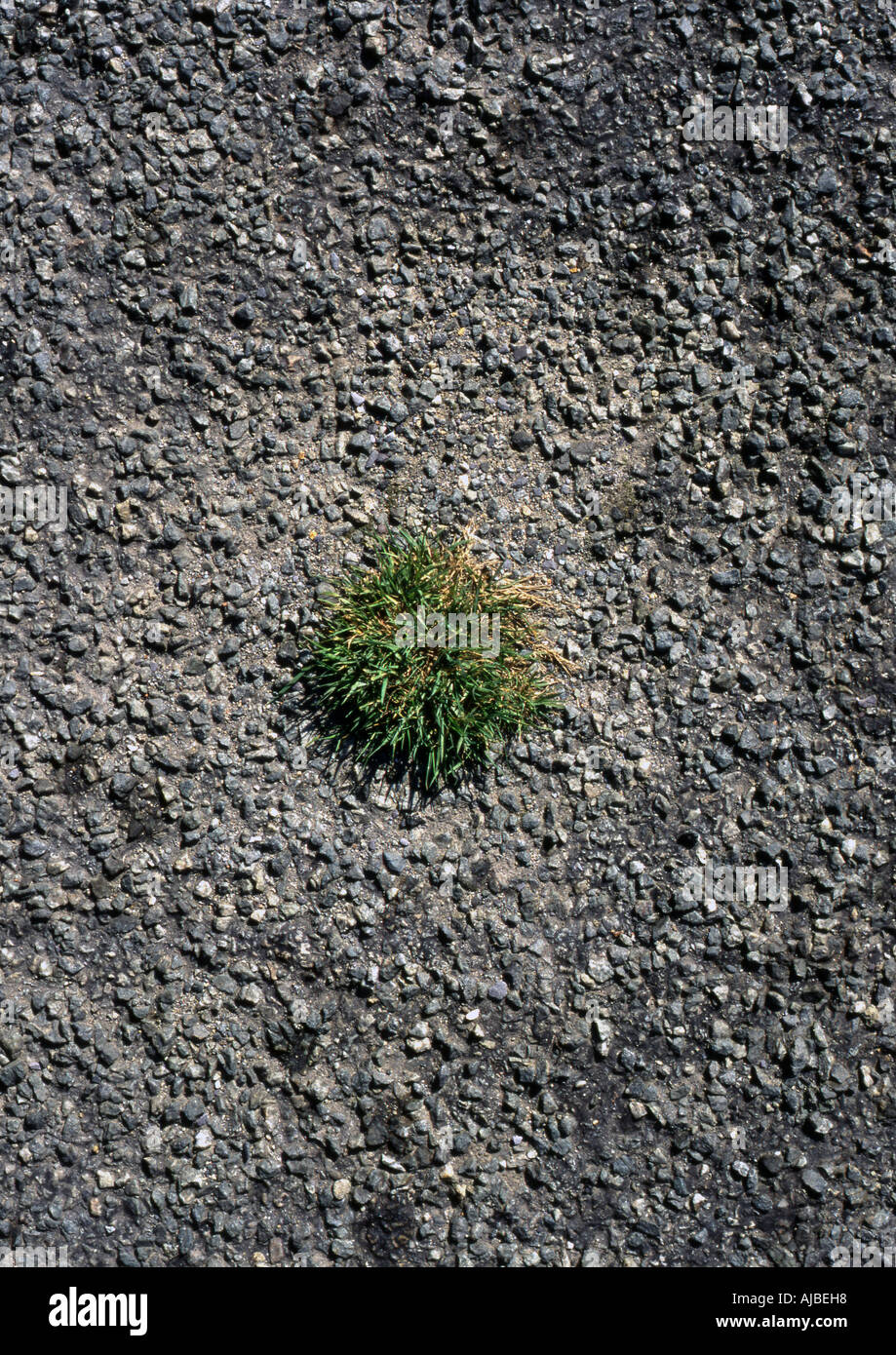 tuft of grass growing on concrete stone street surface Stock Photo - Alamy