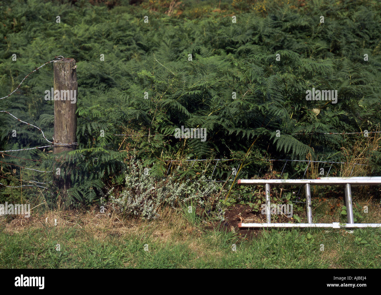 ladder left by side of road in countryside Stock Photo - Alamy