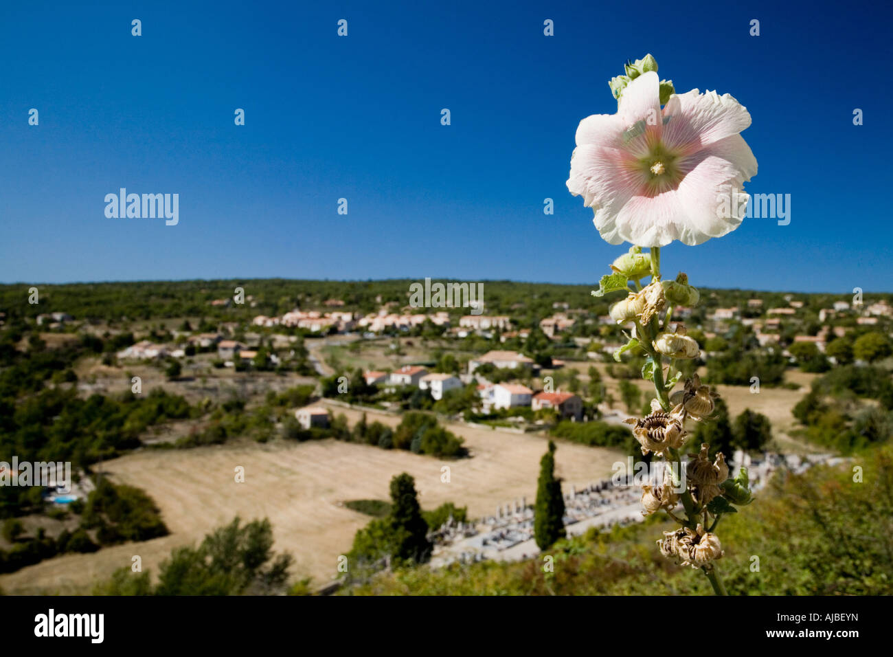 Light pink flower mallow overlooking village Stock Photo - Alamy