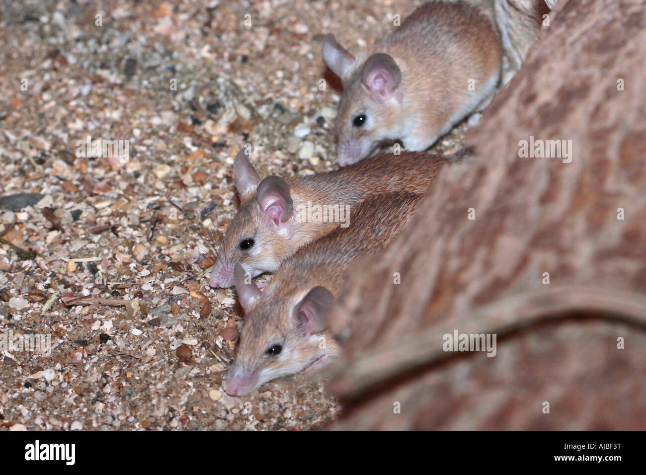 Group of Arabian Spiny Mice. "Acomys cahirinus dimidiatus Stock Photo ...