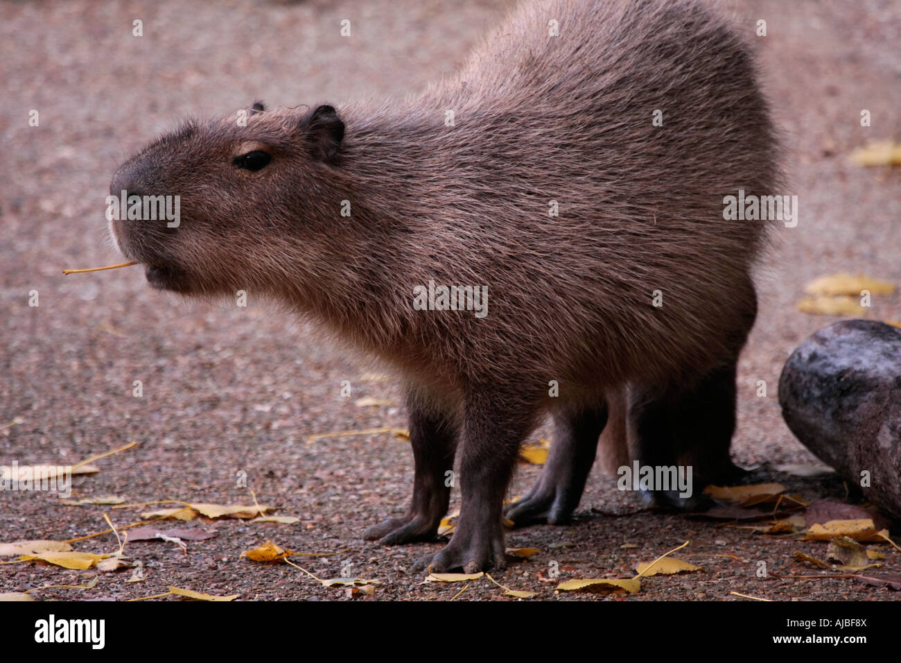 Capybara "Hydrochoerus hydrochaeris" chewing a leaf Stock Photo - Alamy