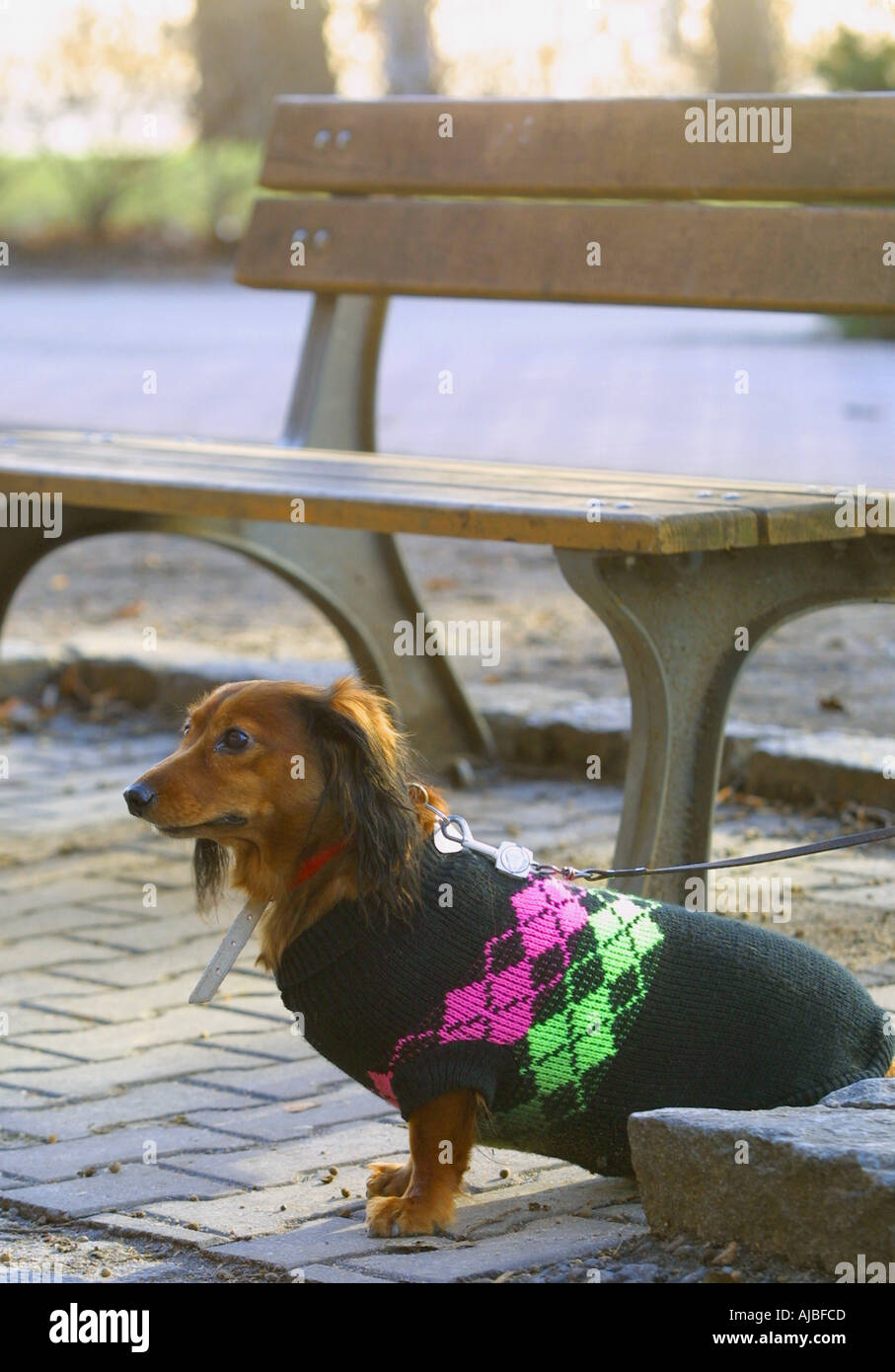 Badger dogs hi-res stock photography and images - Alamy