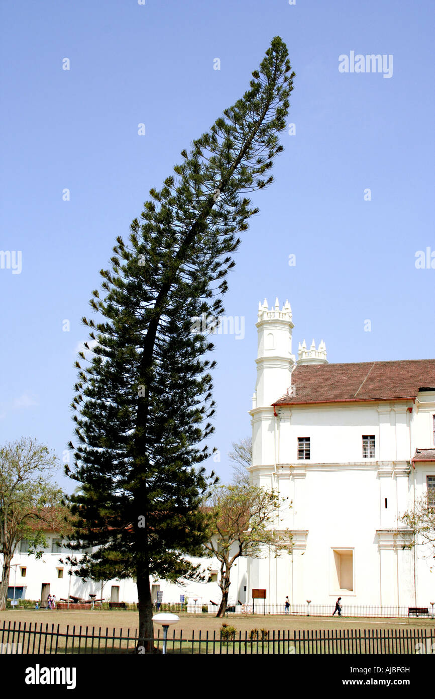 Bendy tree in Goa Stock Photo - Alamy