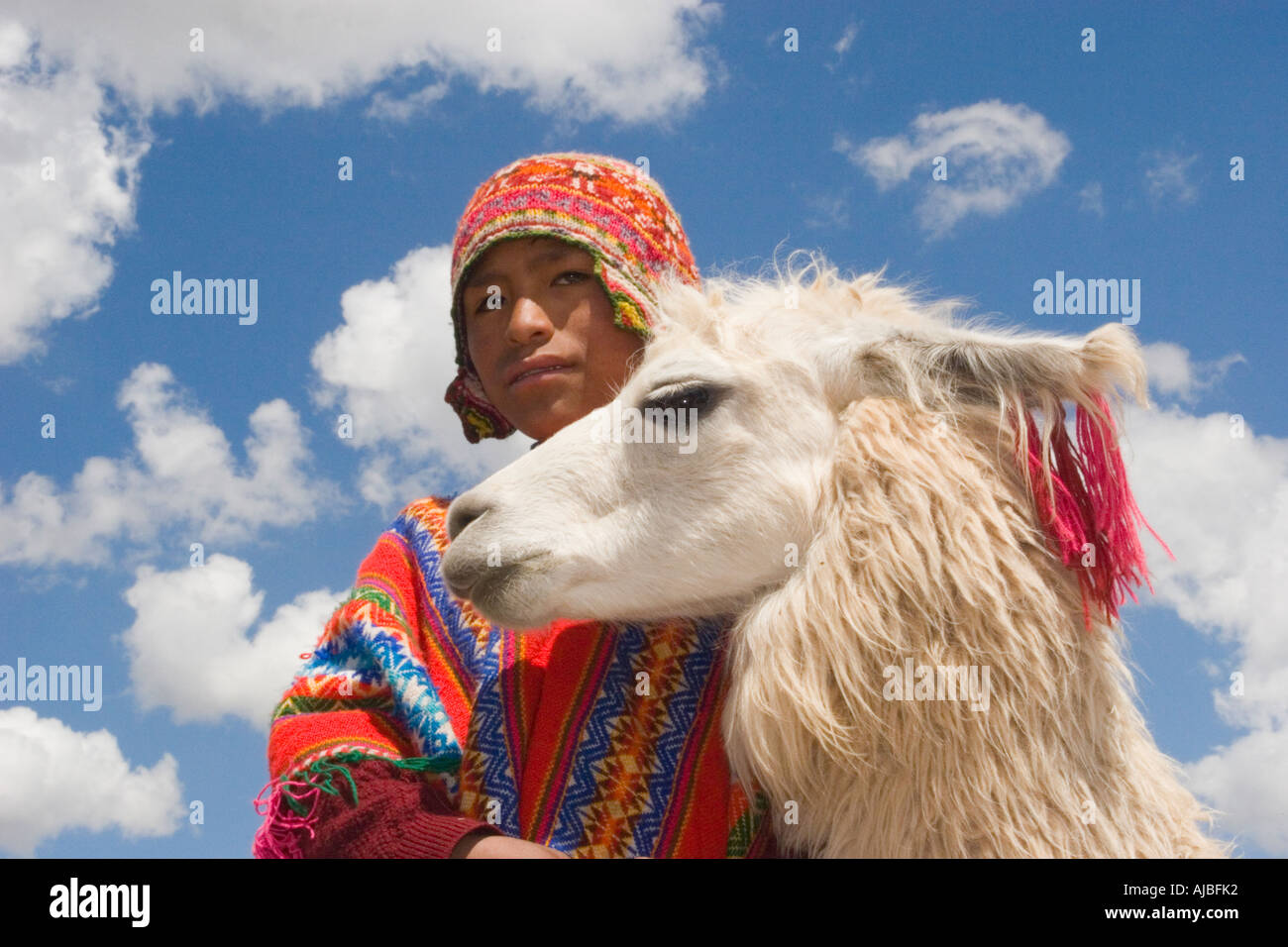 Young traditionally dressed Peruvian boy with alpaca in Cusco Peru ...