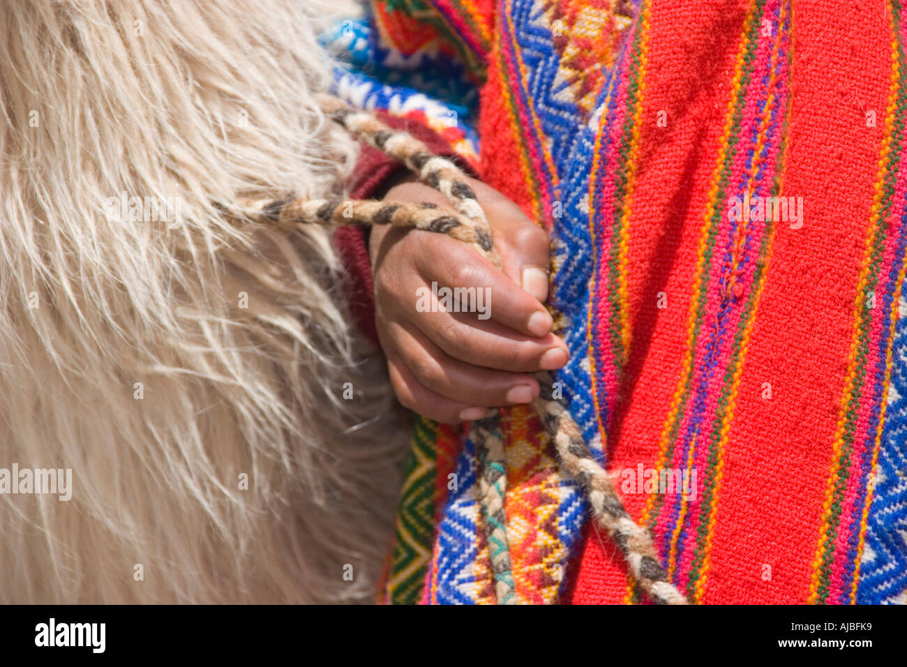 Hand detail traditionally dressed Peruvian boy with alpaca in Cusco ...