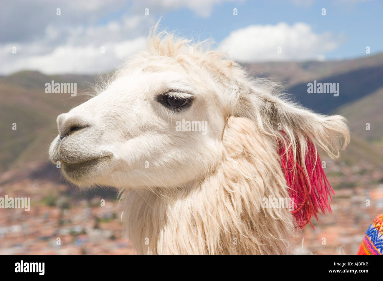 Alpaca in Cusco Peru Stock Photo - Alamy