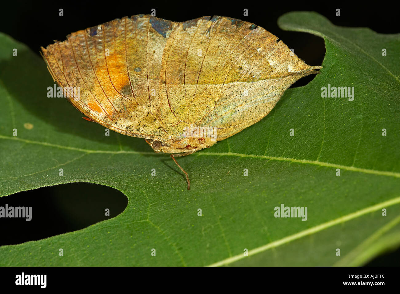 Kallima butterfly hi-res stock photography and images - Alamy