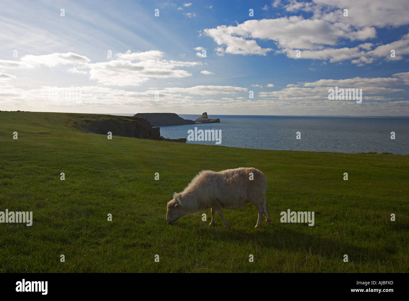 Sheep near Worms Head Gower Peninsular South Wales UK Stock Photo - Alamy