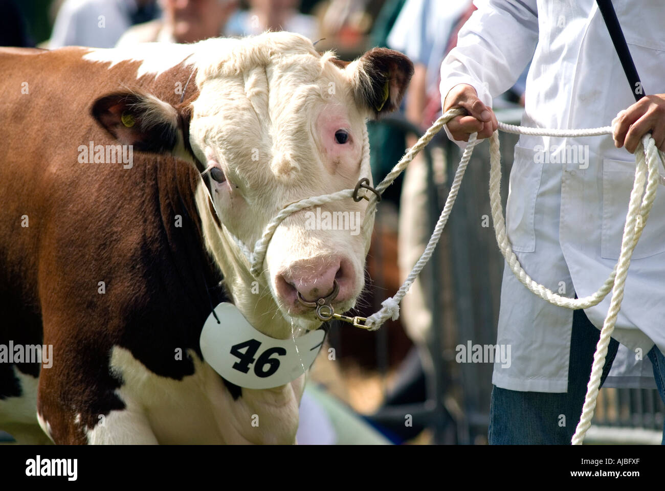 Hereford bull nose ring hi-res stock photography and images - Alamy