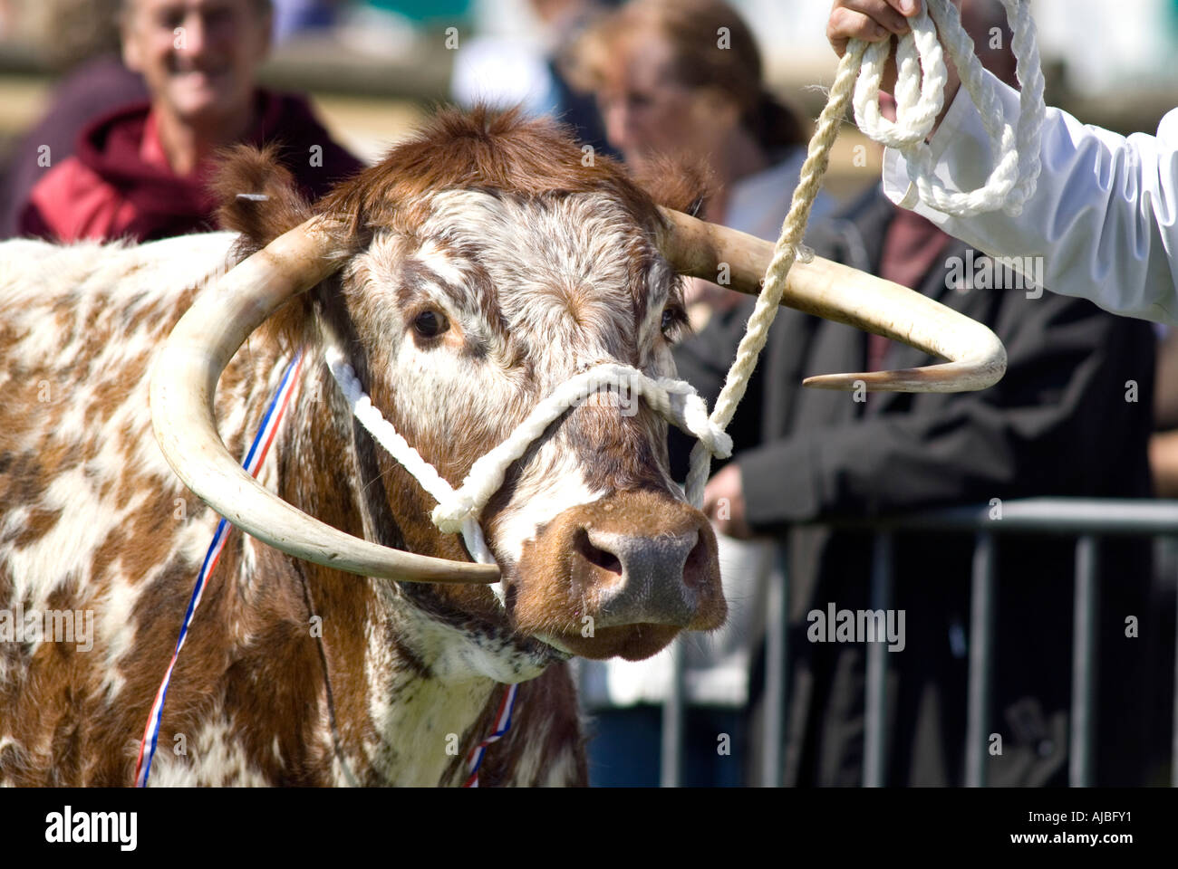 Longhorn cow at Burwarton Show in Shropshire Stock Photo - Alamy