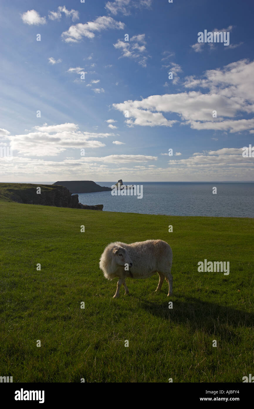 Sheep on the Cliffs overlooking Worms Head on the Gower Peninsular ...