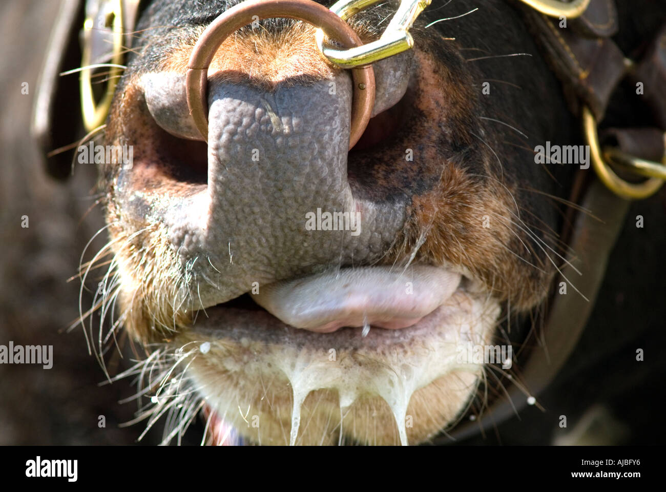 Longhorn bull at Burwarton Show in Shropshire Stock Photo - Alamy