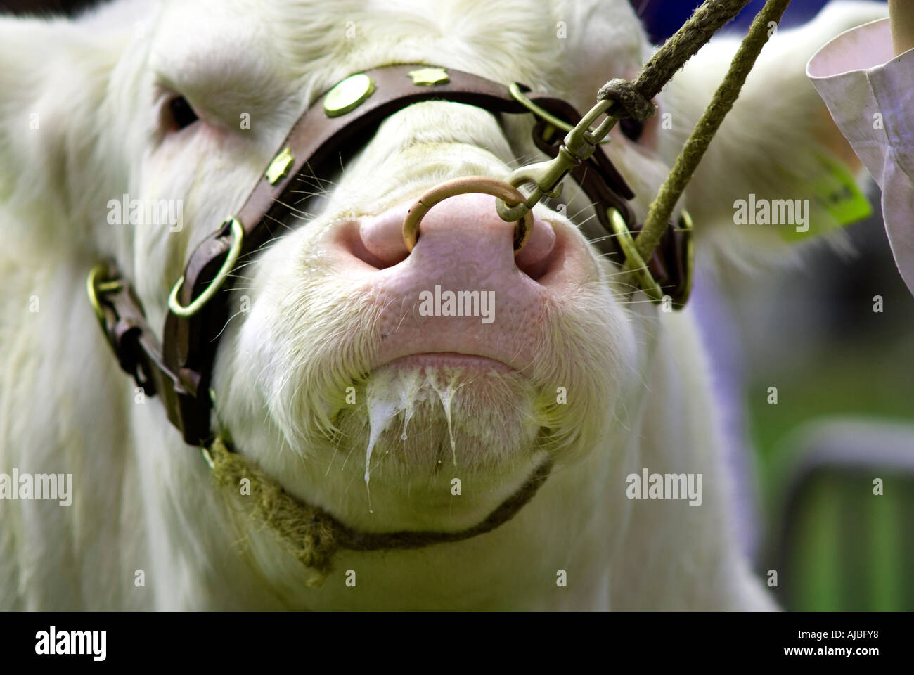 Belgian blue cattle hi-res stock photography and images - Alamy