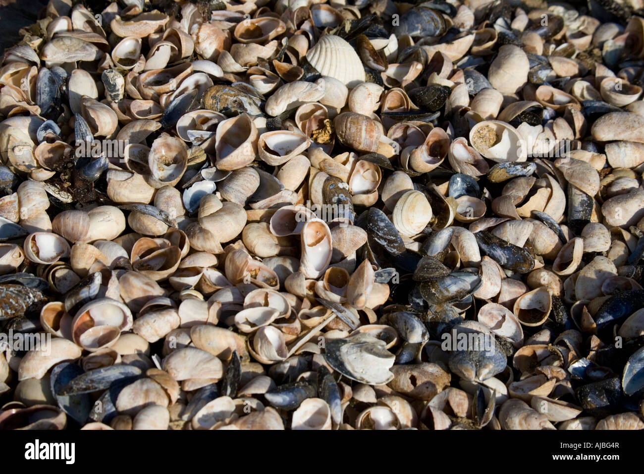 Masses of shells washed up on beach Normandy France Stock Photo - Alamy