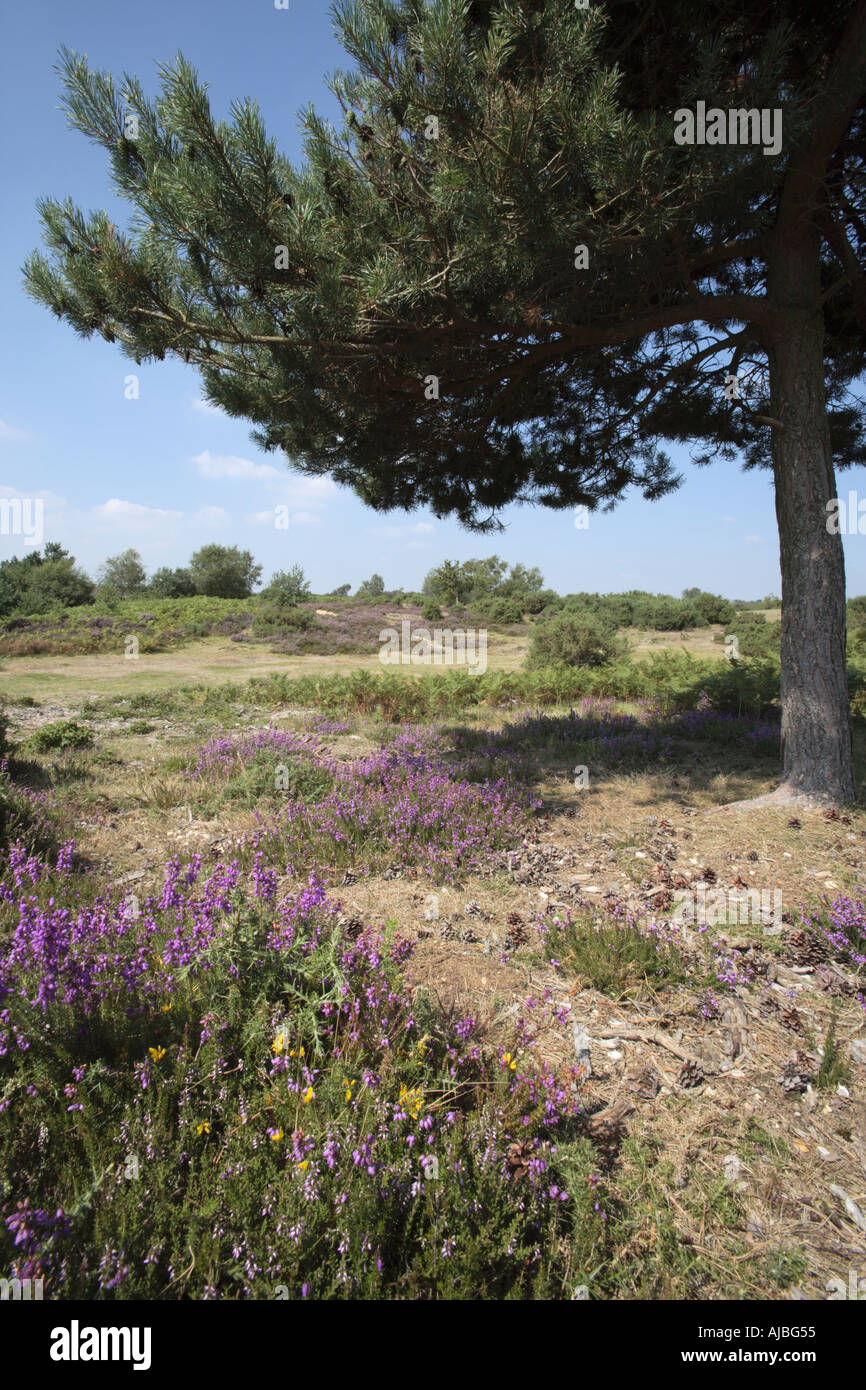 Plant flower sunny environment scots pine pinus sylvestris pinaceae ...