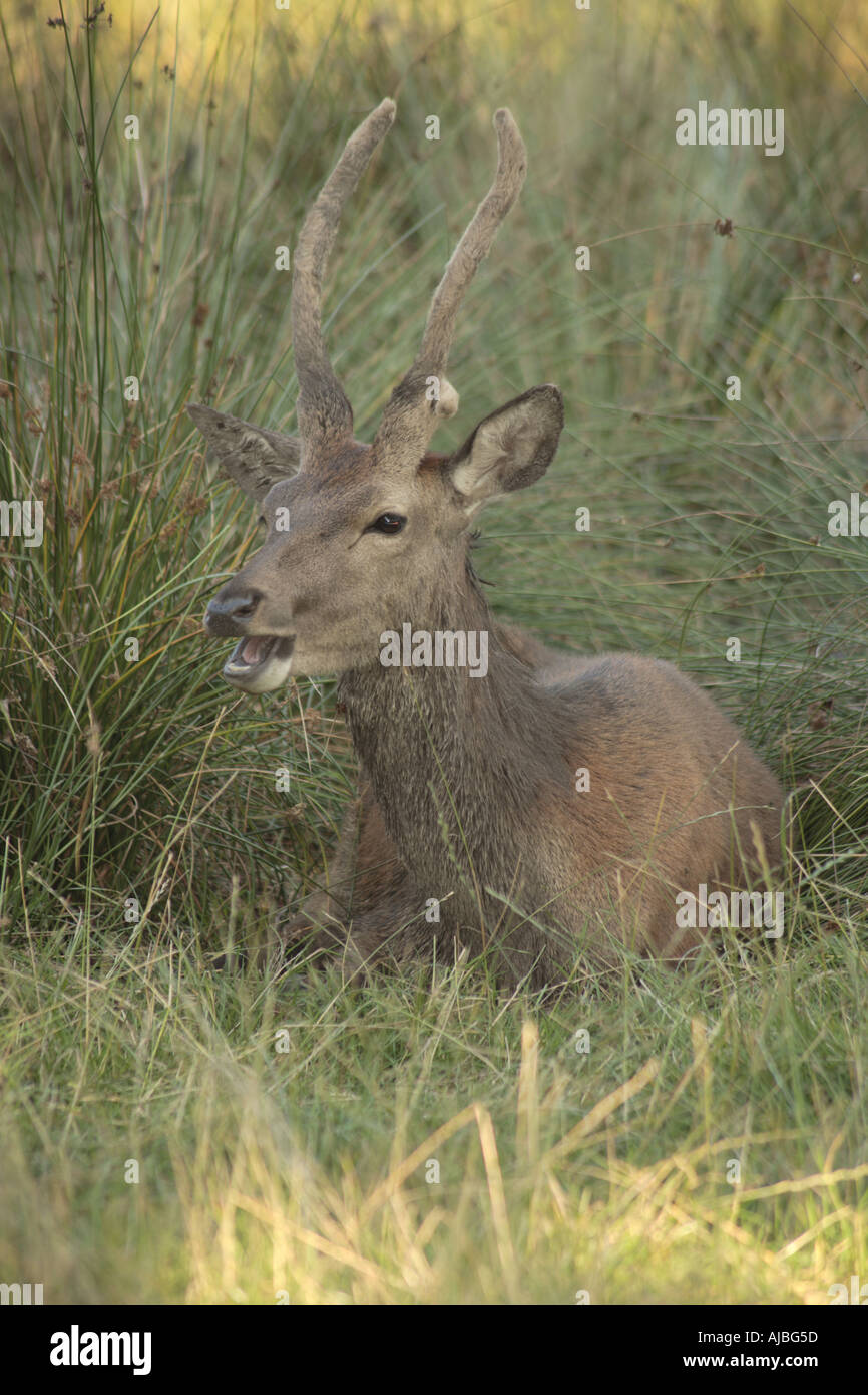 Portrait of a young stag grazing open mouthed and laying in long grass ...