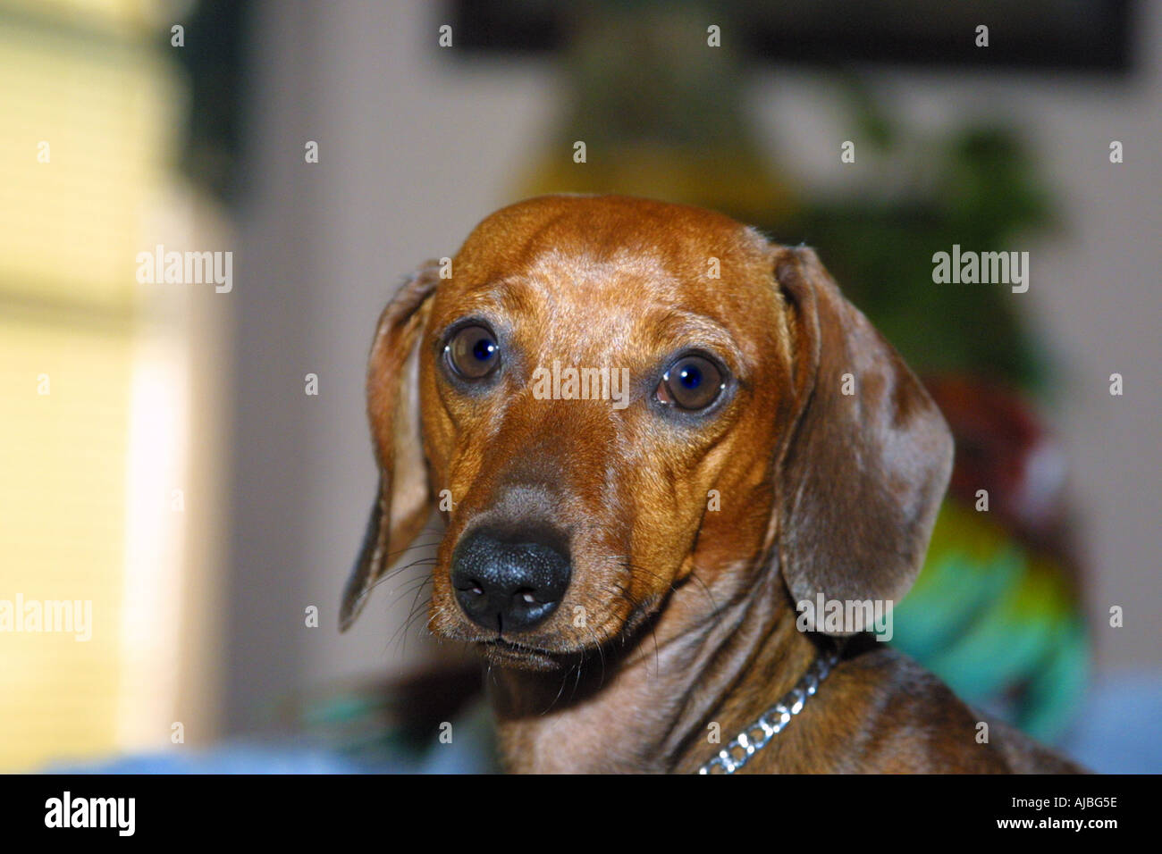 Brown Dachshund Dog Face and Head Shot Stock Photo - Alamy