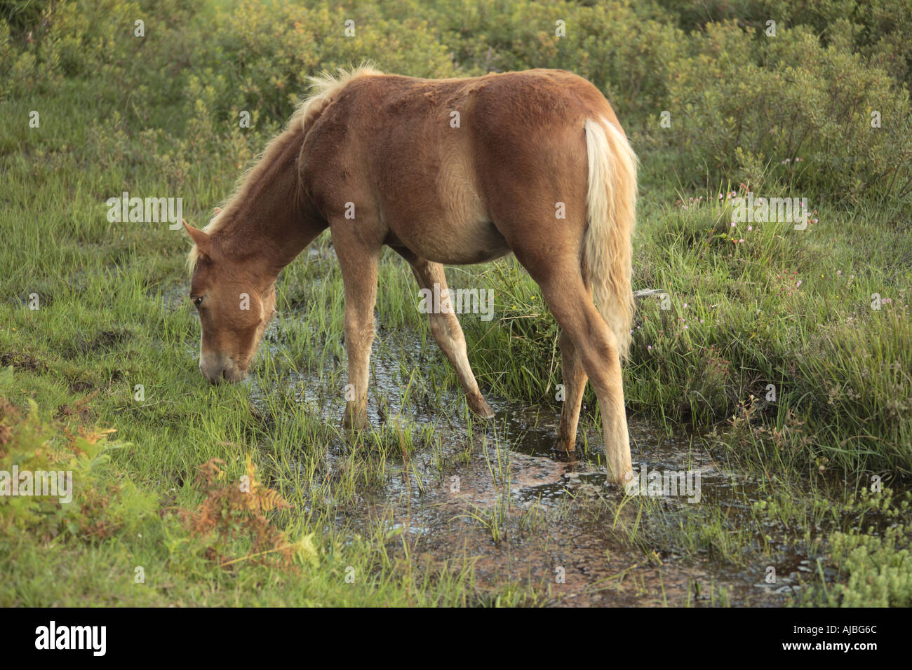 Pony swamp marsh horse hi-res stock photography and images - Alamy