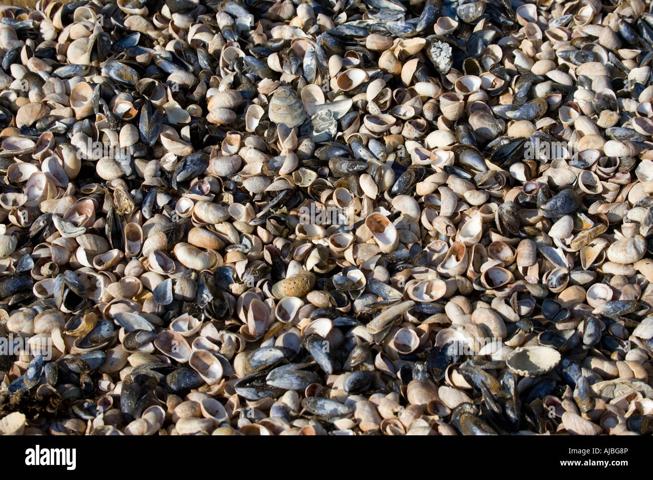 Masses of shells washed up on beach Normandy France Stock Photo - Alamy