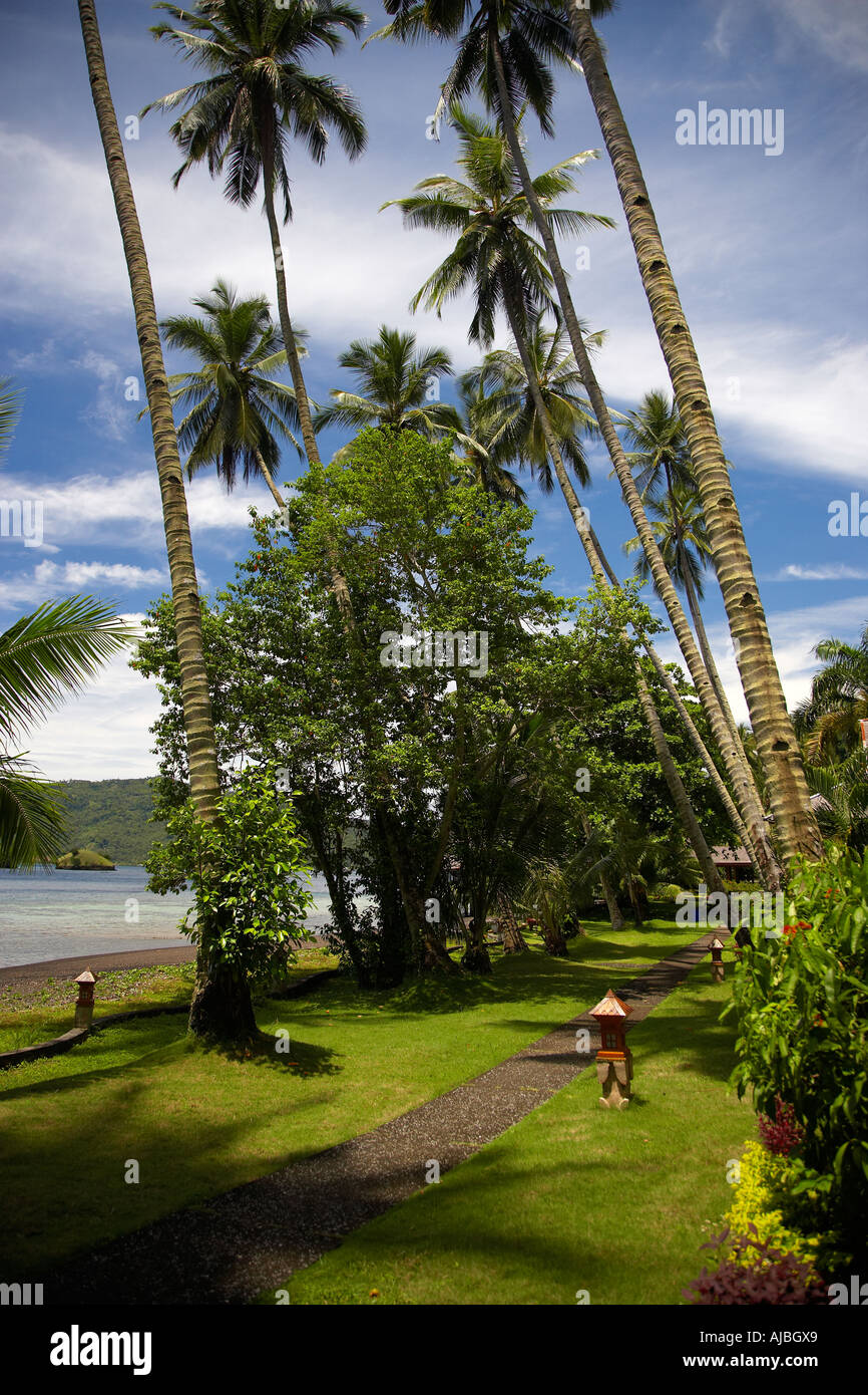 Coconut Palms Lembeh Straits, Sulawesi, Indonesia Stock Photo - Alamy