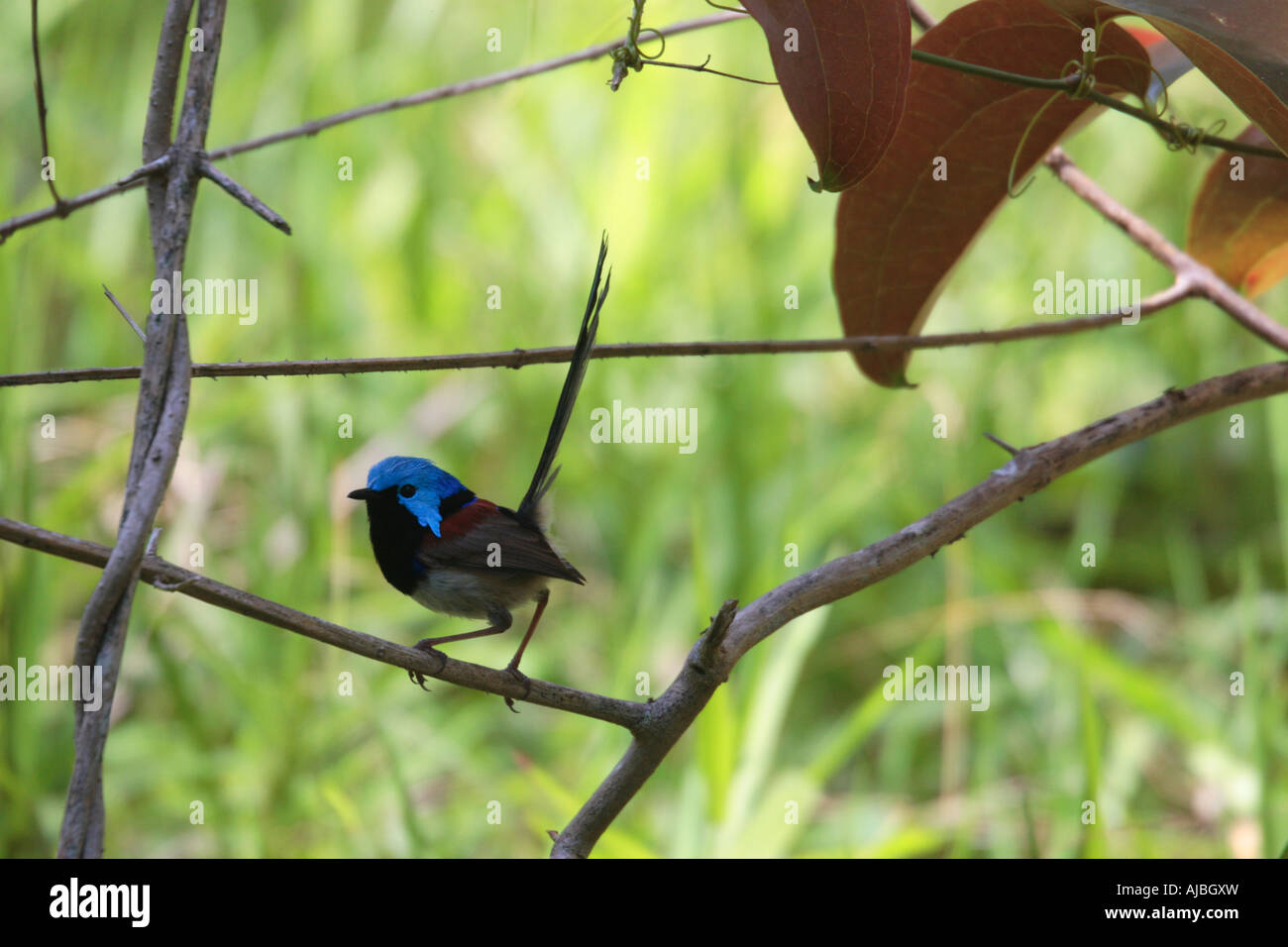 Bay wren hi-res stock photography and images - Alamy