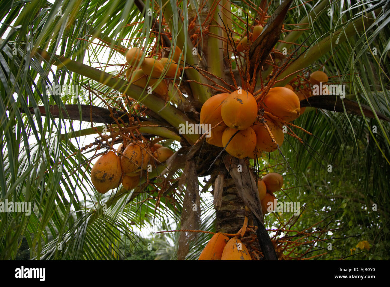 Coconut Fruits Sulawesi, Indonesia, Asia Stock Photo - Alamy