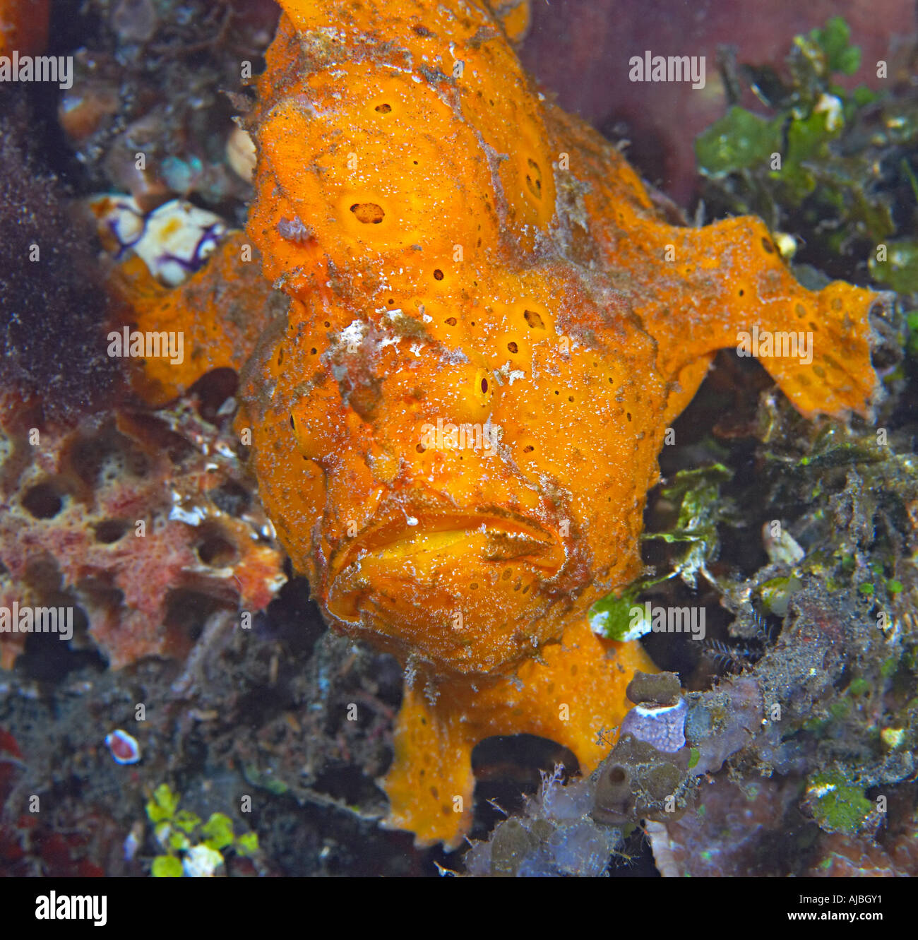 Warty Frogfish (Antennarius maculatus) Lembeh Straits, North Sulawesi ...