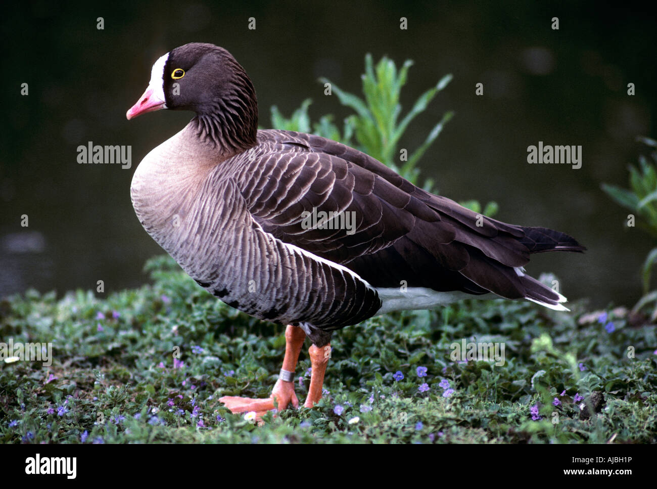 Lesser Whitefronted Goose- Anser erythropus Stock Photo - Alamy