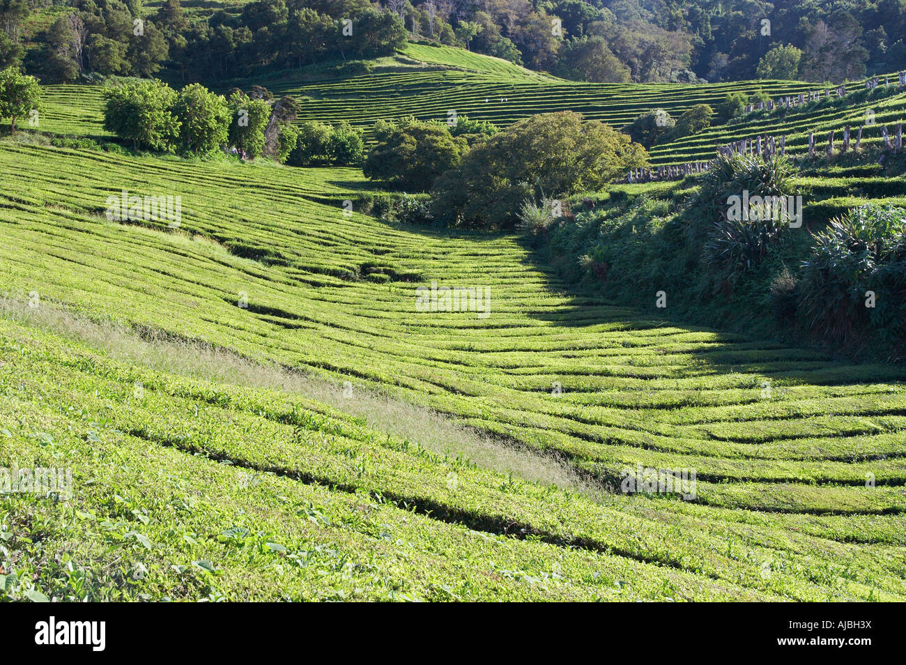 Gorreana tea plantation, Sao Miguel island, The Azores Stock Photo - Alamy