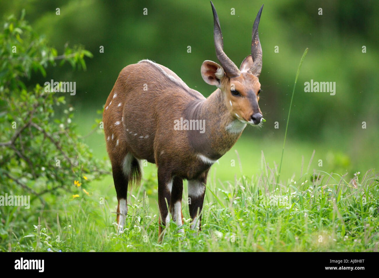 Lone Male Bushbuck (Tragelaphus Scriptus) Grazing Stock Photo - Alamy