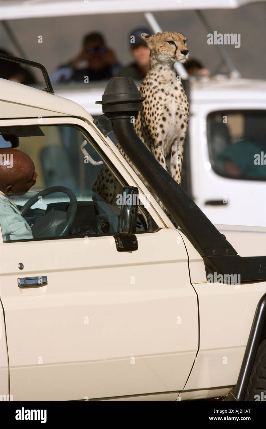 Lone Cheetah (Acinonyx jubatus) on Safari Vehicle Bonnet Stock Photo ...