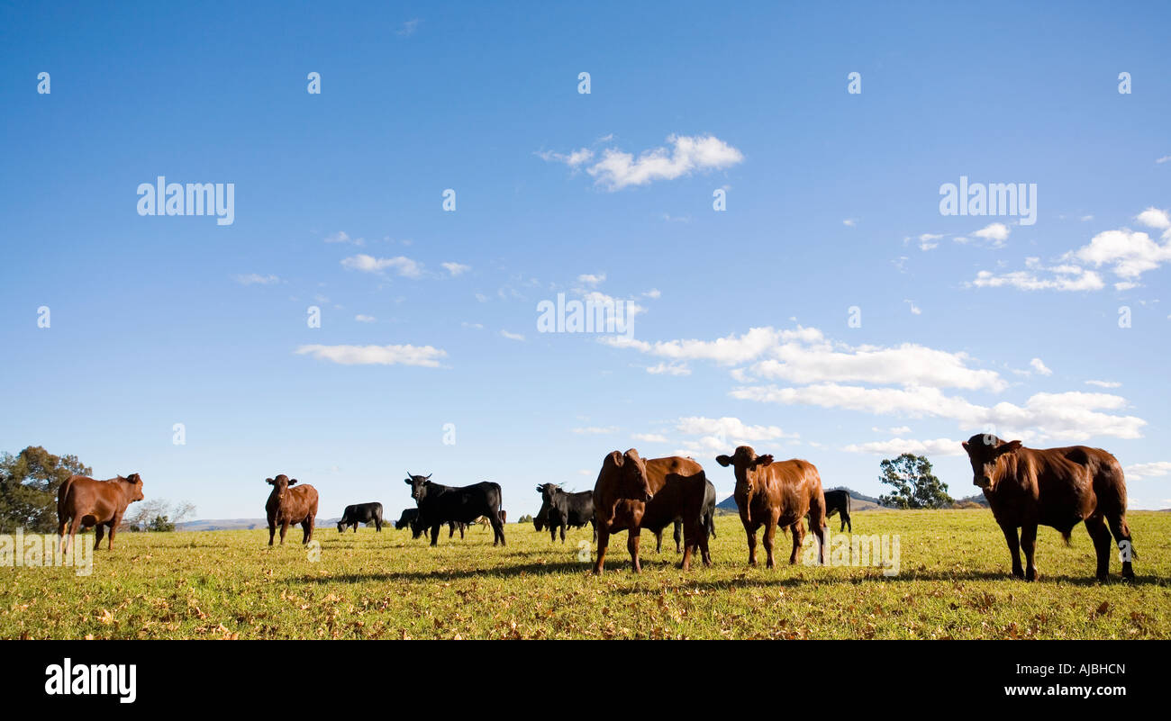 Cattle Herd Grazing Stock Photo - Alamy