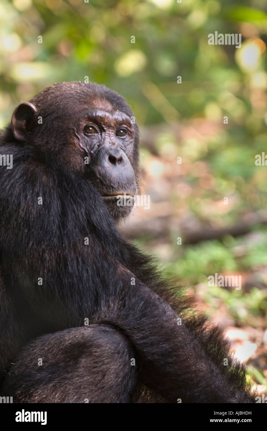 Profile of Chimpanzee (Pan troglodytes) Sitting in Forest Stock Photo ...