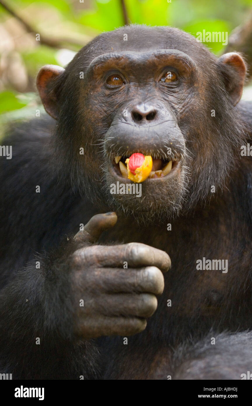Chimpanzee eating fruit hi-res stock photography and images - Alamy