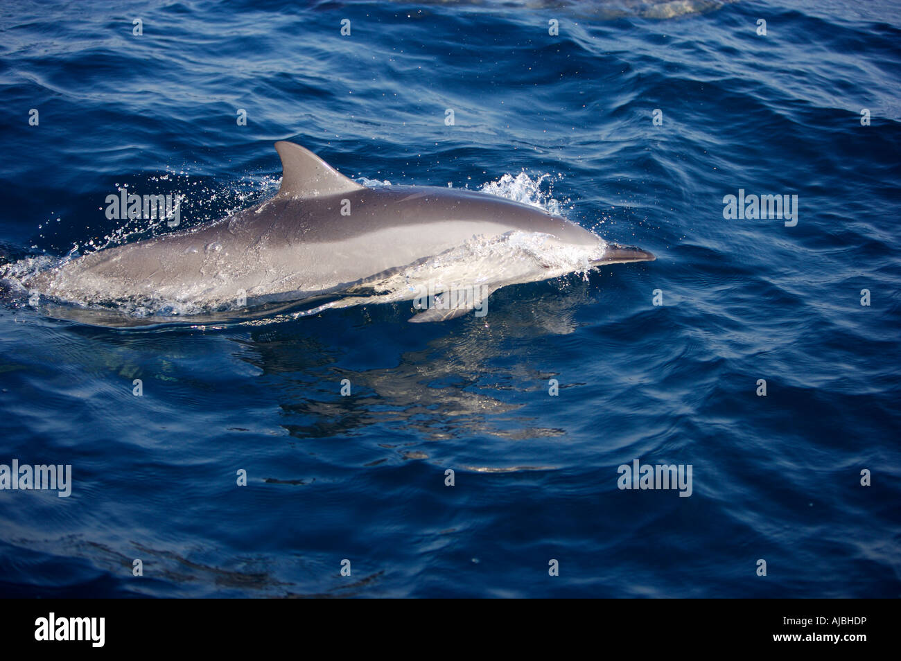 Common Dolphin (Delphinus delphis) in Speed Stock Photo - Alamy