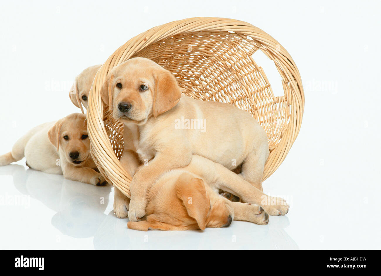 Four cute puppies hi-res stock photography and images - Alamy