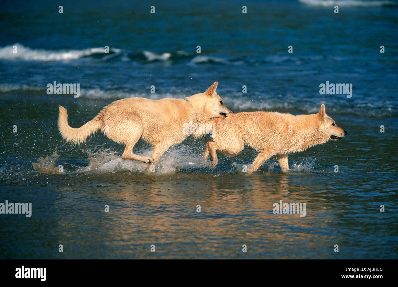Side View of Alsatian (Deutscher Schaferhund) Pair Running on the Beach ...