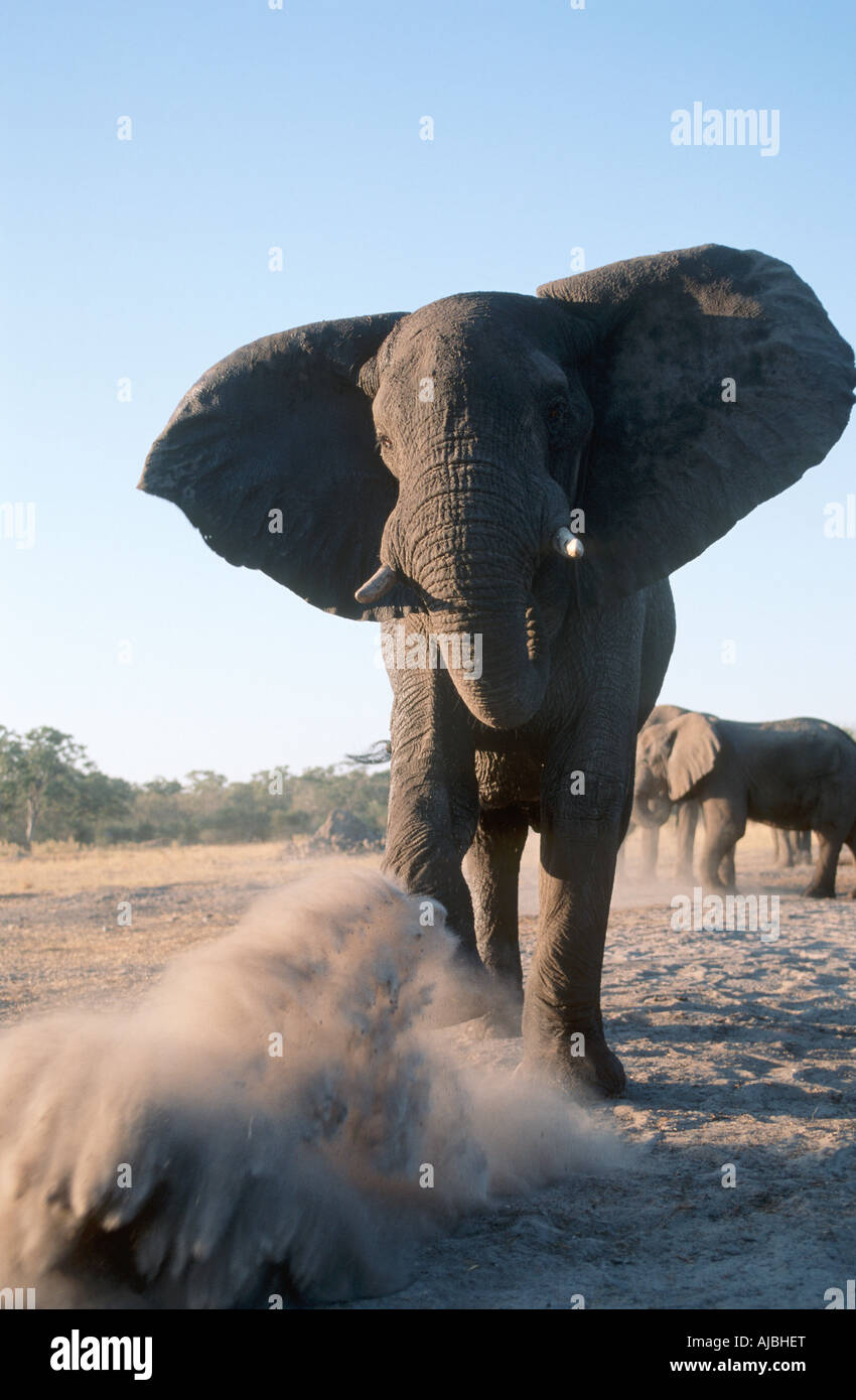 Charging Bull Elephant High Resolution Stock Photography and Images - Alamy