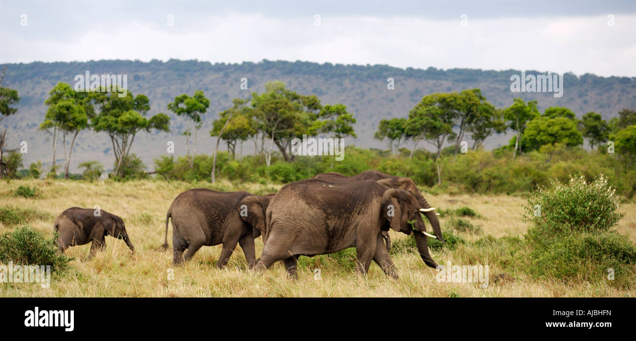 Elephant small tusks hi-res stock photography and images - Alamy