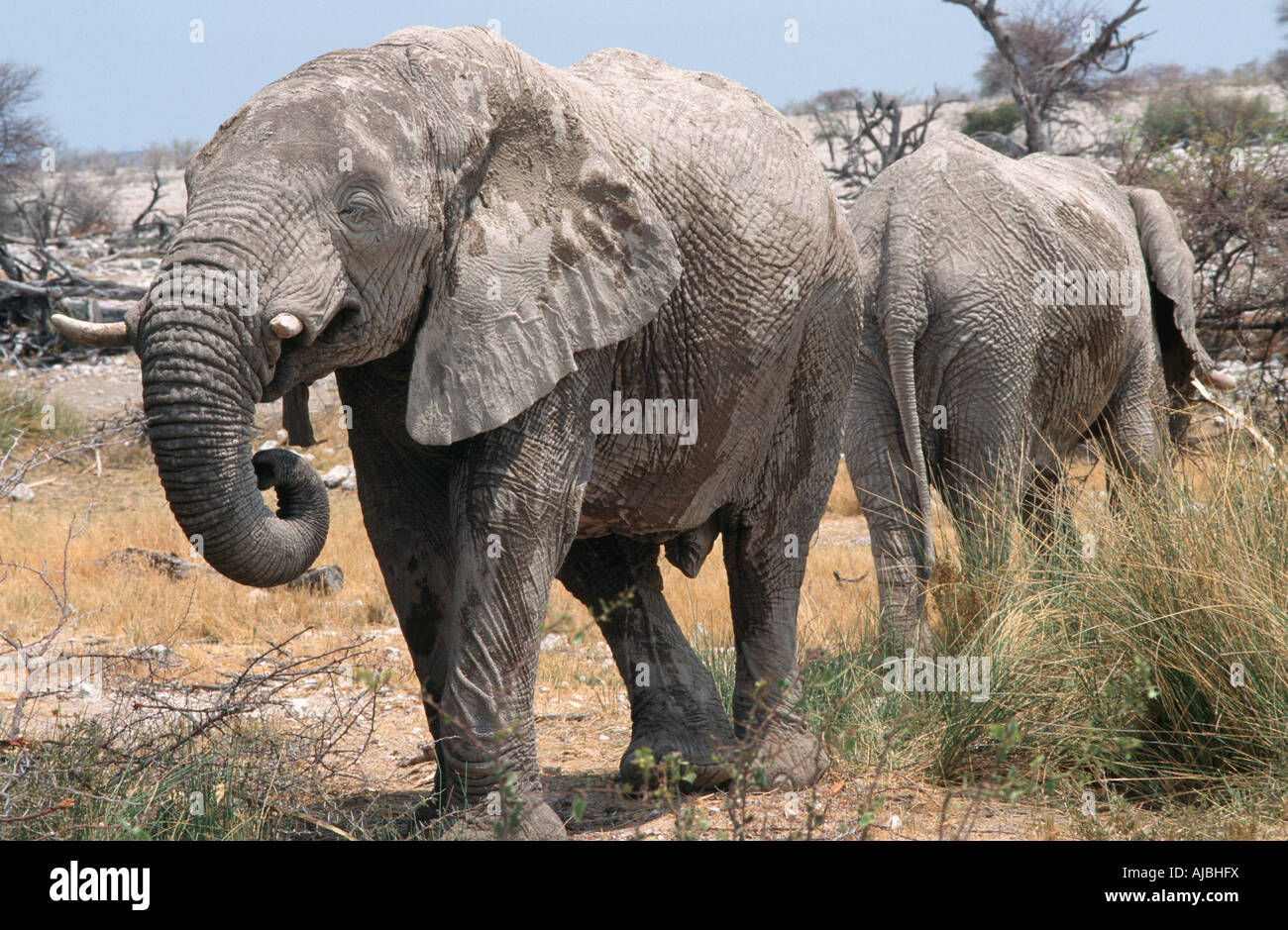 Elephant back legs hi-res stock photography and images - Alamy