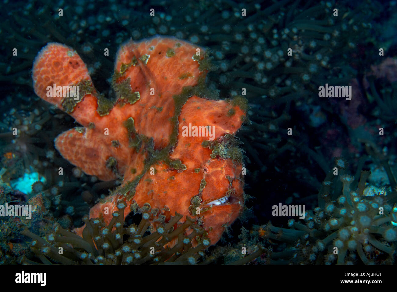 Warty Frogfish (Antennarius maculatus) Lembeh Straits North Sulawesi ...